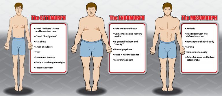 The 3 Somatotypes Explained: Anatomical Characteristics of Ectomorph ...