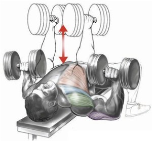 Flat Bench Dumbbell Press • Bodybuilding Wizard