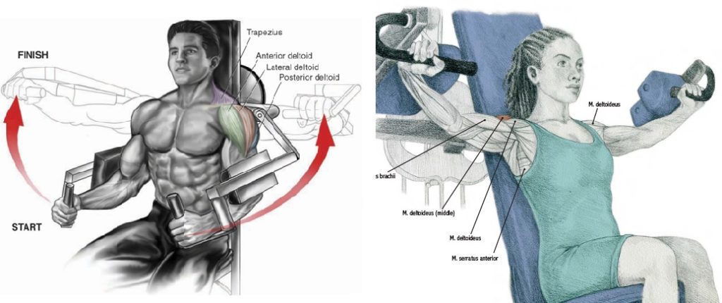 Machine Lateral Raise: Proper Form, Muscles Worked & Tips