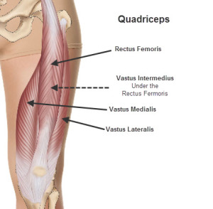 Quadriceps Femoris Anatomy • Bodybuilding Wizard