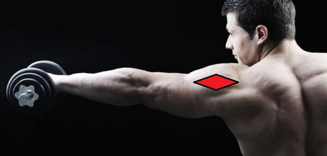 Lateral Deltoid: Functional Anatomy Guide • Bodybuilding Wizard