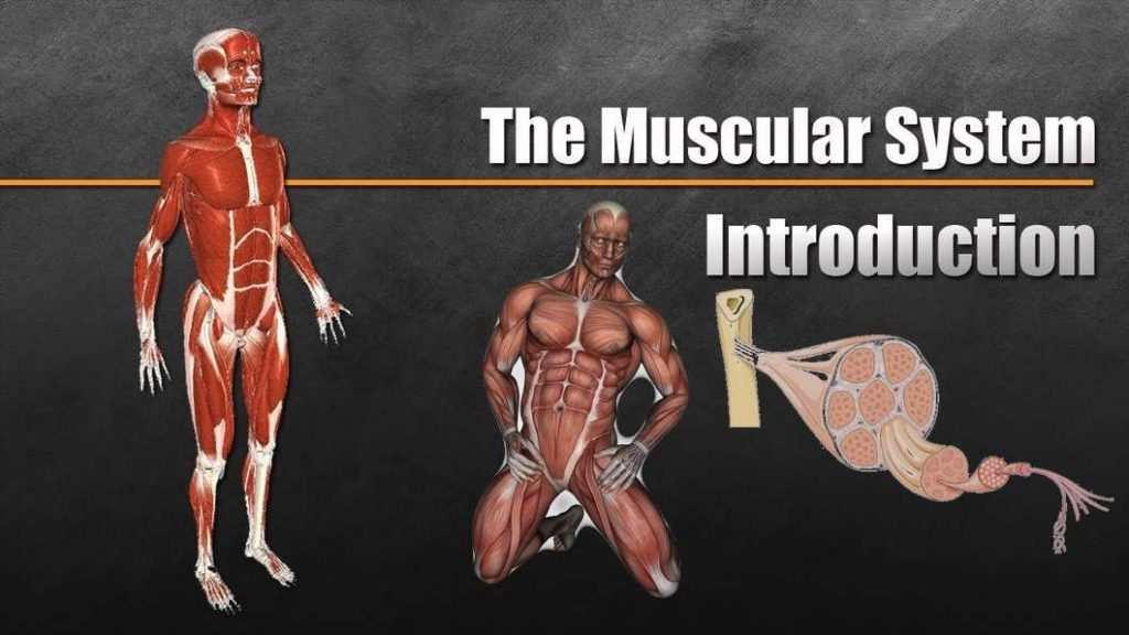 Muscular System Anatomy And Physiology Muscular Syste - vrogue.co Muscular System Anatomy And Physiology Muscular Syste - vrogue.co