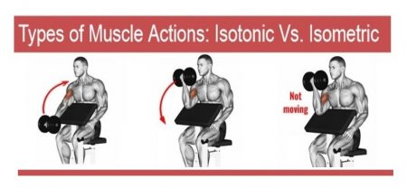 Types of Muscle Actions: Isotonic Vs. Isometric • Bodybuilding Wizard