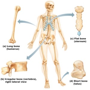 classification of bones • Bodybuilding Wizard