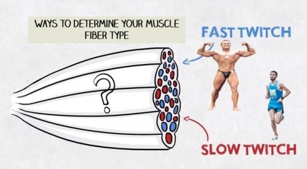 What Predominant Muscle Fiber Type You Are? Methods & Tests ...