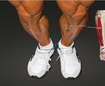 Bodybuilding Anatomy - Meet Your Muscles