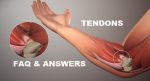 Meet your tendons: 12 FAQ and answers • Bodybuilding Wizard