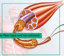 Bodybuilding Wizard - The Art & Science of Building Muscles