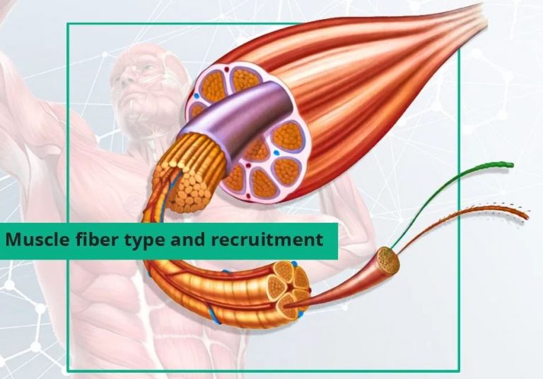 The Law of Muscle Fiber Recruitment • Bodybuilding Wizard