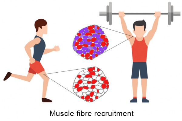 The Law of Muscle Fiber Recruitment • Bodybuilding Wizard