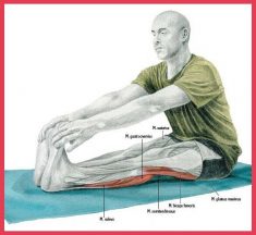 Meet Yor Hamstring Muscles: Functional Anatomy Guide • Bodybuilding Wizard