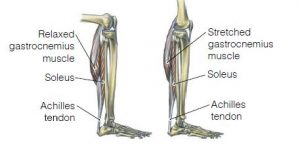 Functional anatomy guide: Soleus muscle • Bodybuilding Wizard