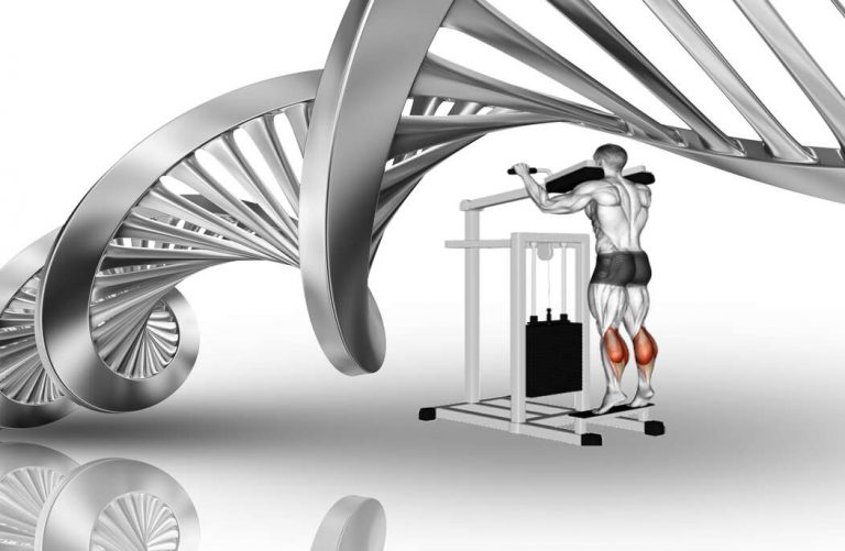 calf muscles and genetics • Bodybuilding Wizard