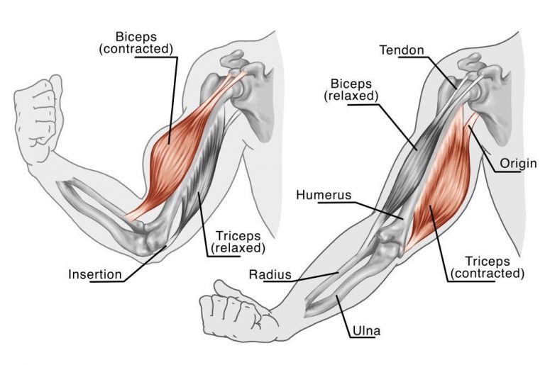 Triceps tendonitis: causes, symptoms, treatment and recovery exercises ...
