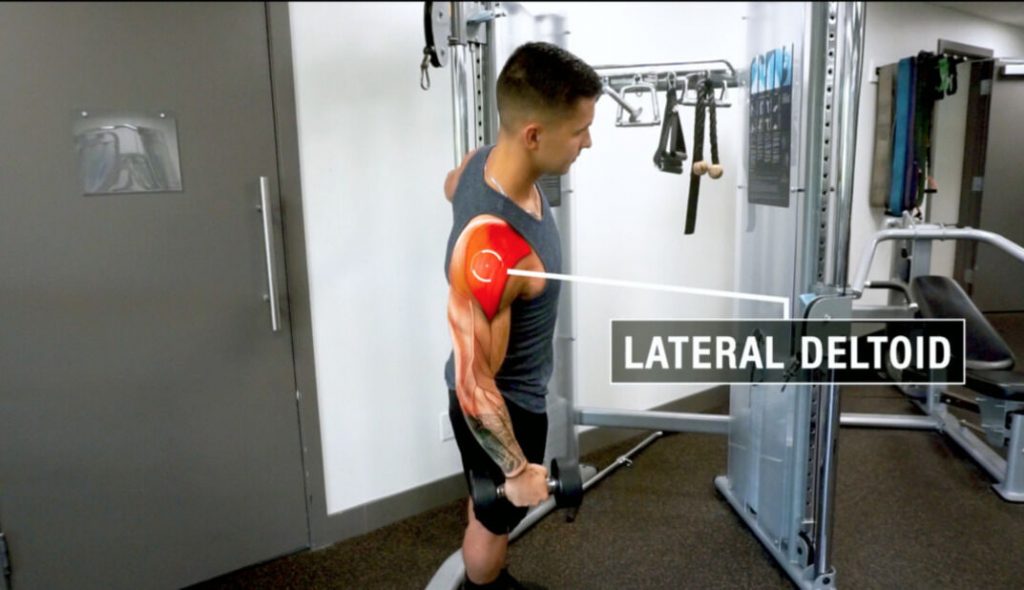 Leaning dumbbell lateral raise • Bodybuilding Wizard Leaning dumbbell lateral raise • Bodybuilding Wizard