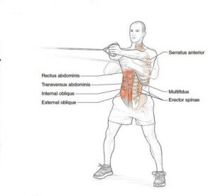 Cable Pallof Press • Bodybuilding Wizard