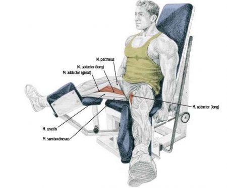 The Anatomy of the Adductor Muscles • Bodybuilding Wizard