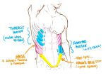 Adonis or Apollo's Belt: The Sexiest "Muscle" There Is • Bodybuilding ...