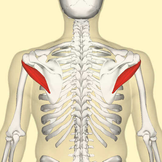 Teres Minor Muscle Functional Anatomy Guide • Bodybuilding Wizard