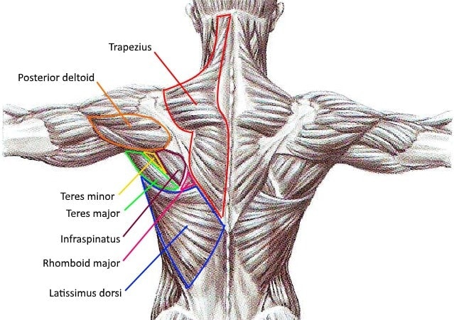 Teres Major 101: Essential Anatomy Knowledge for Bodybuilders ...