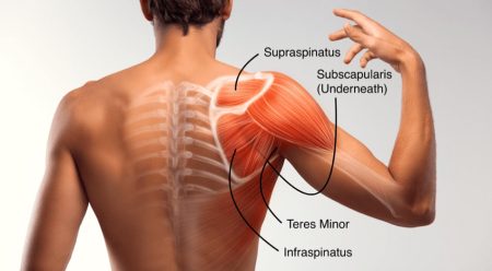 Infraspinatus Muscle: Anatomy, Function, Exercises, and Injury ...