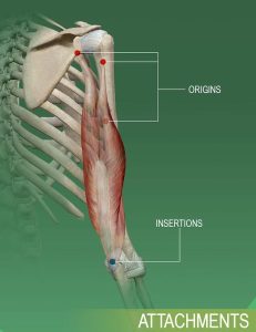 Muscle Anatomy Basics: Points of Origin & Insertion, Innervation ...
