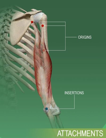 Muscle Anatomy Basics: Points of Origin & Insertion, Innervation ...