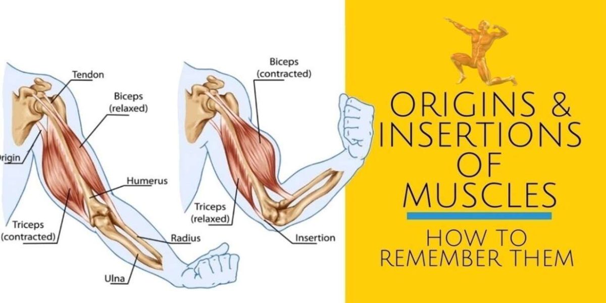 Muscle Anatomy Basics: Points of Origin & Insertion, Innervation ...