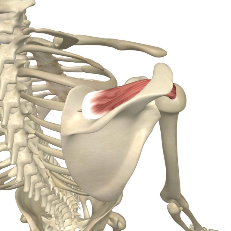 Meet the Supraspinatus Muscle: The Smallest Muscle of the Rotator Cuff ...