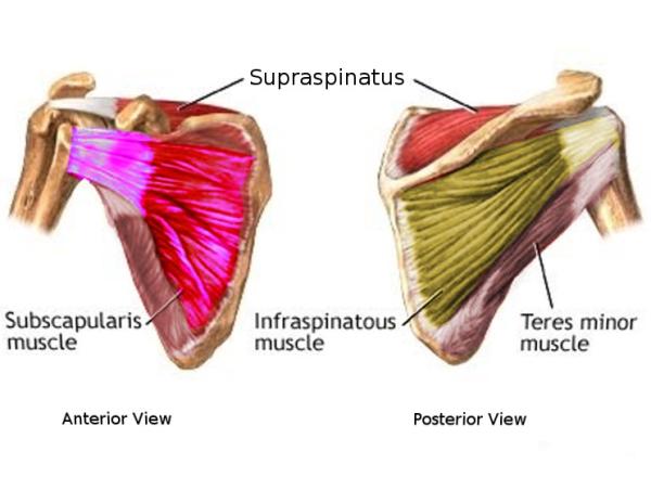 Meet the Supraspinatus Muscle: The Smallest Muscle of the Rotator Cuff ...