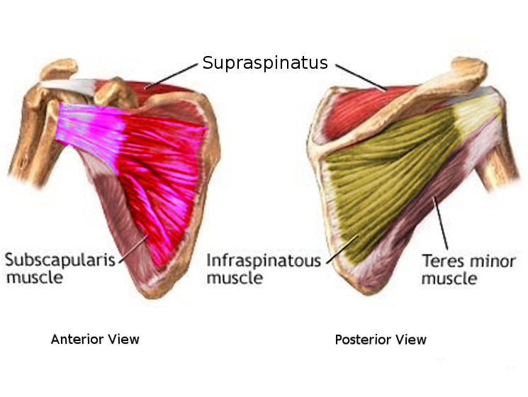 Meet the Supraspinatus Muscle: The Smallest Muscle of the Rotator Cuff ...