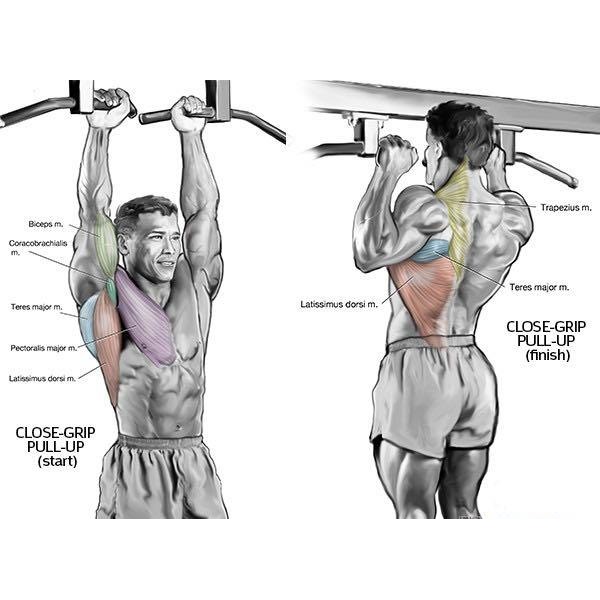 Teres Major 101: Essential Anatomy Knowledge for Bodybuilders ...