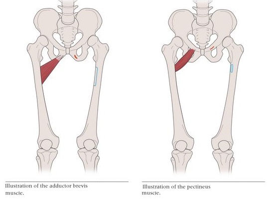 The Anatomy of the Adductor Muscles • Bodybuilding Wizard