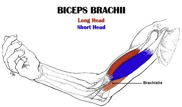 Biceps Brachii: The Complete Anatomy for Bodybuilding • Bodybuilding Wizard