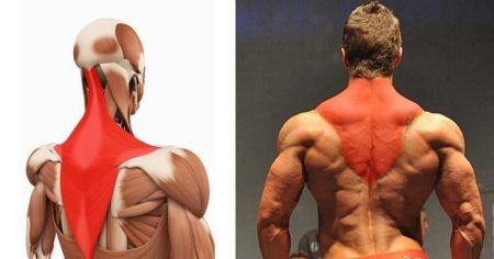 Trapezius Muscle: Functional Anatomy Guide for Bodybuilders ...