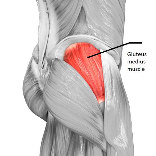The Anatomy of the Abductor Muscles • Bodybuilding Wizard
