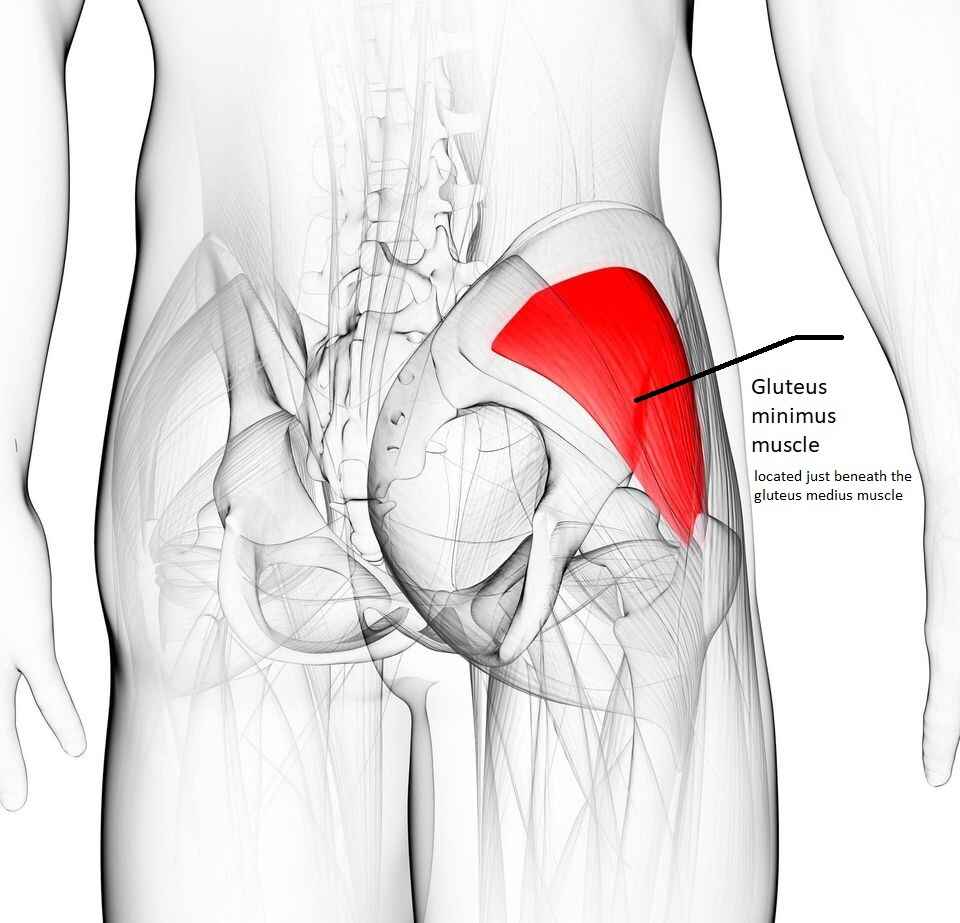 The Anatomy of the Abductor Muscles • Bodybuilding Wizard