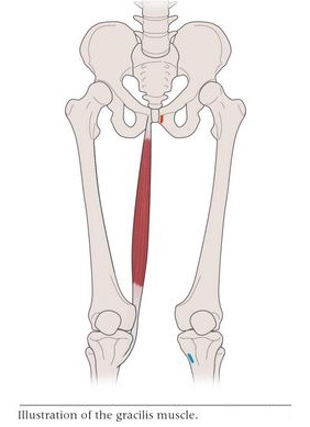 The Anatomy of the Adductor Muscles • Bodybuilding Wizard