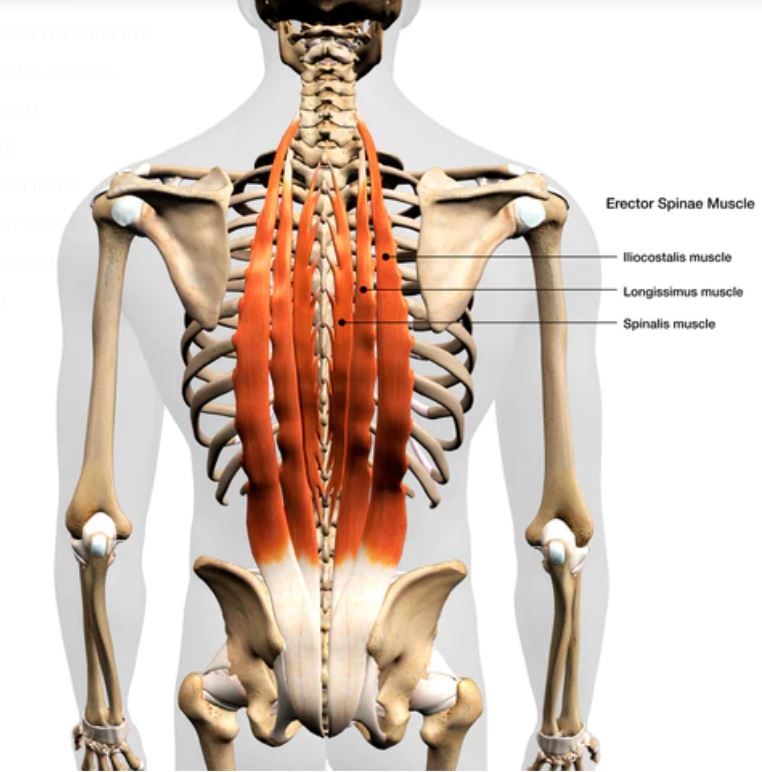 The Anatomy Of The Back Muscles • Bodybuilding Wizard
