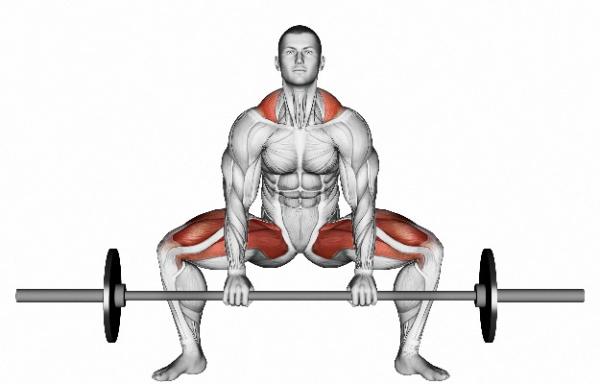 The Anatomy of the Adductor Muscles • Bodybuilding Wizard