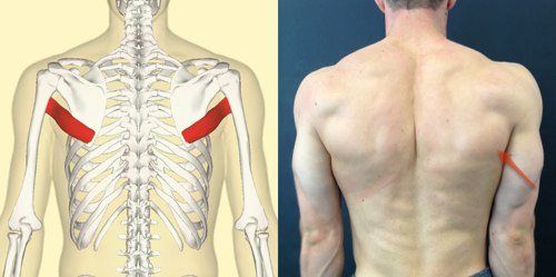 The Anatomy Of The Back Muscles • Bodybuilding Wizard