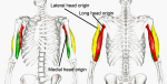 Triceps Brachii 101: A Complete Anatomy Guide to Your Three-headed ...