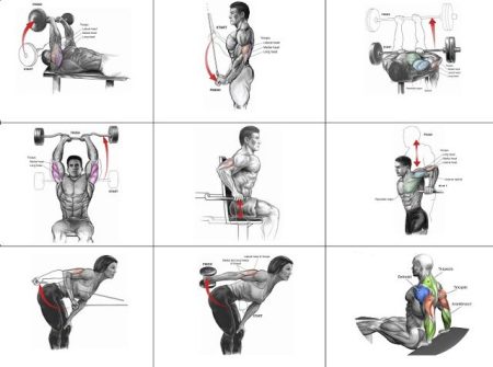 Triceps Brachii 101: A Complete Anatomy Guide to Your Three-headed ...