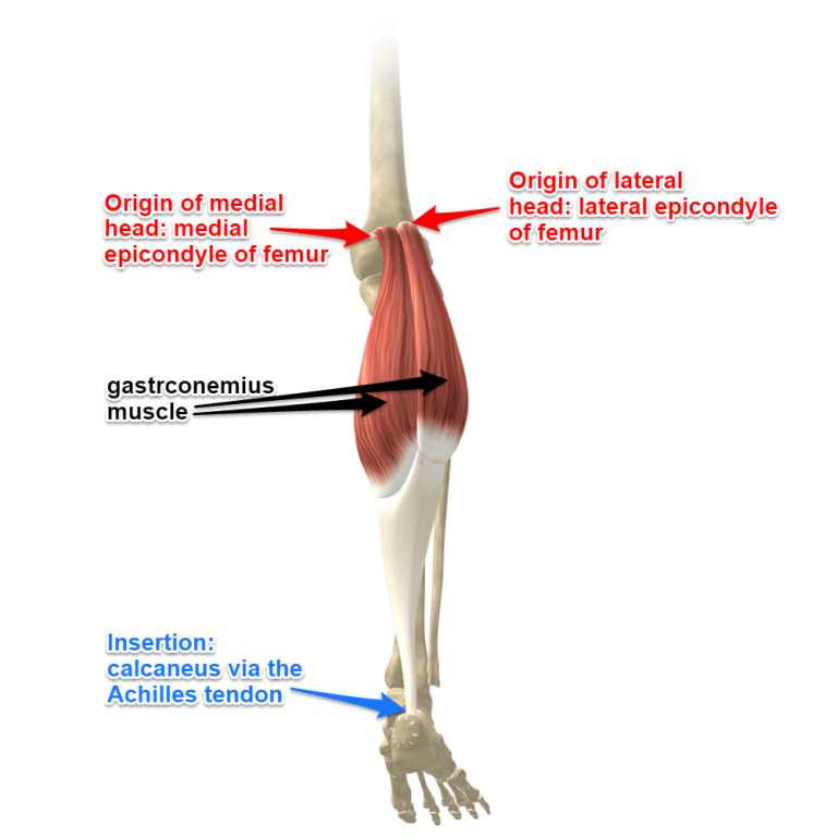 The Bodybuilder’s Guide to the Anatomy of the Calf Muscles ...