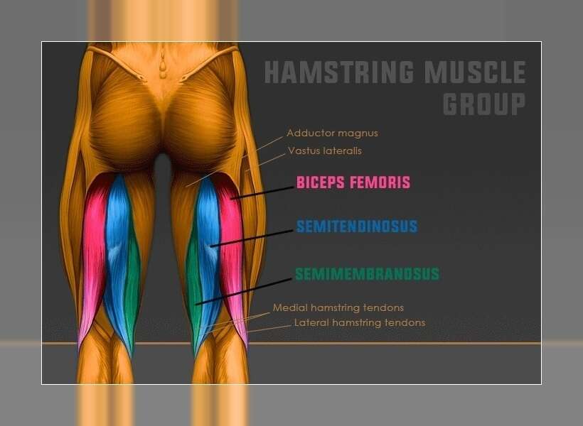 Meet Yor Hamstring Muscles: Functional Anatomy Guide • Bodybuilding Wizard