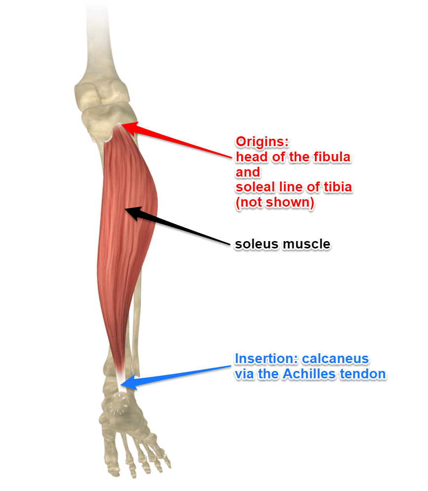The Bodybuilder’s Guide to the Anatomy of the Calf Muscles ...