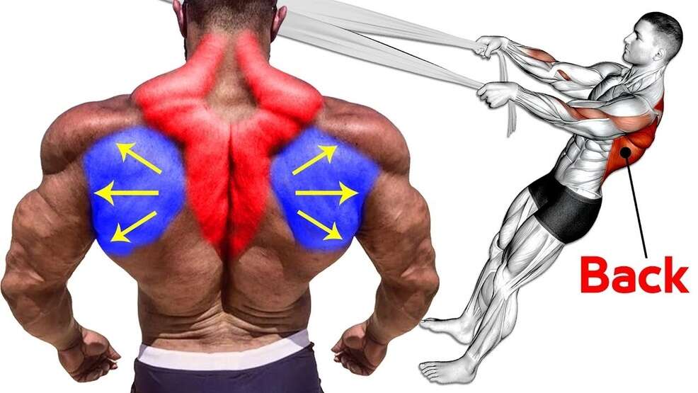 Exercise Directory/Finder: Complete List of Bodybuilding Exercises ...