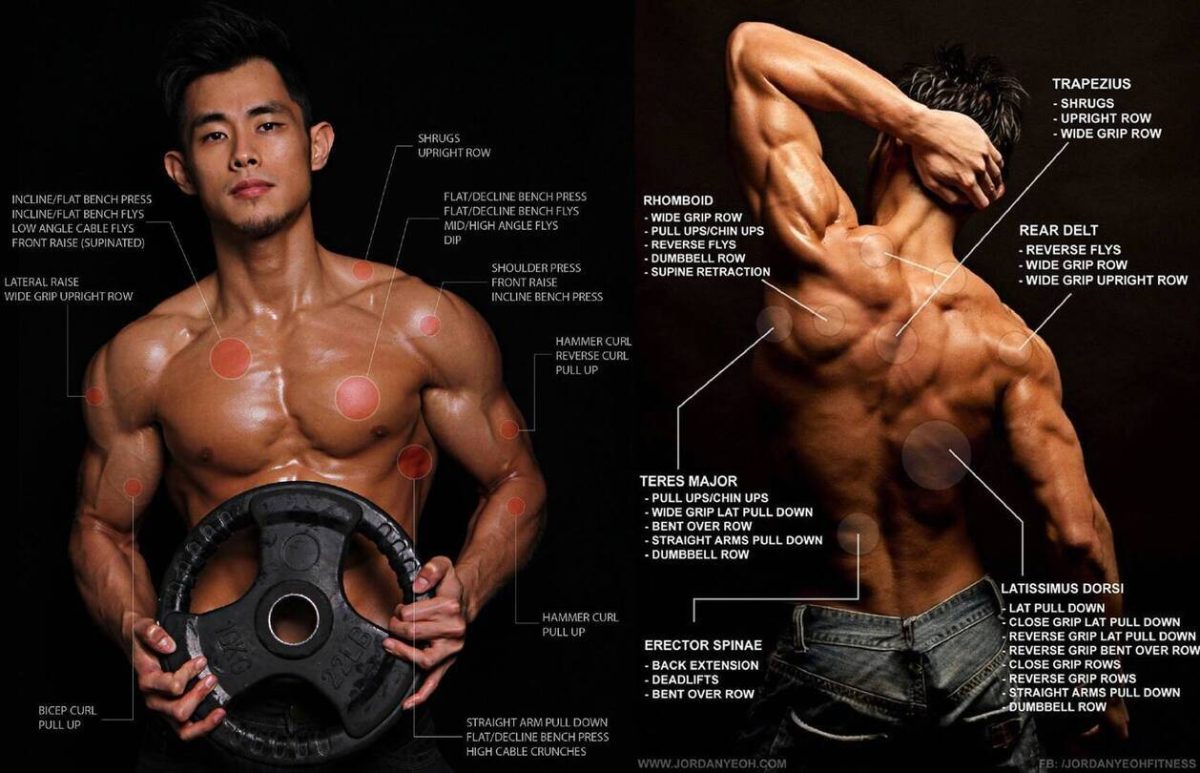 Exercise Directory/Finder: Complete List of Bodybuilding Exercises ...