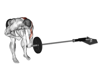 Meadows Row Exercise: How to, Benefits, and Alternatives • Bodybuilding ...