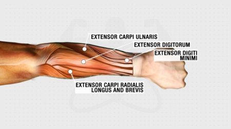 Muscles of the Forearm: The Complete Anatomy for Bodybuilding ...